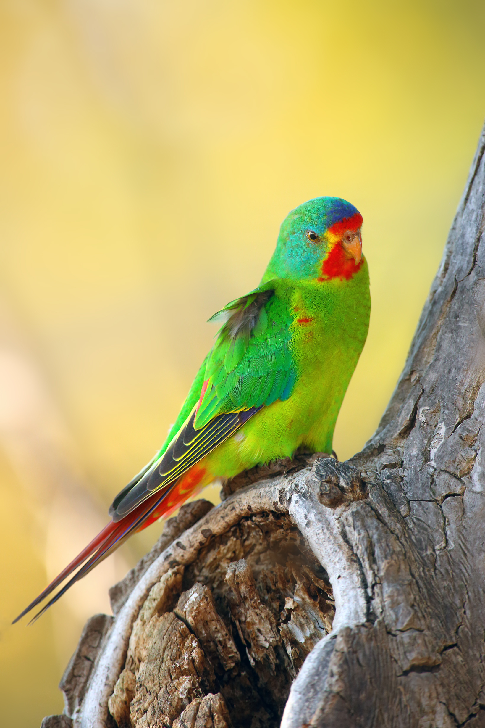Critically endangered swift parrot detection near coal mine sites ...