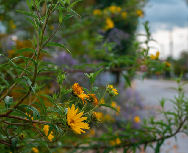 Volunteer - London Environmental Network
