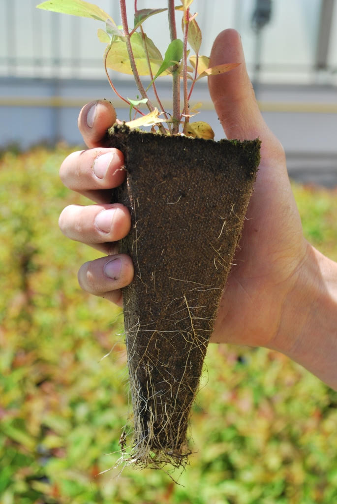 Native Plant Sale - London Environmental Network