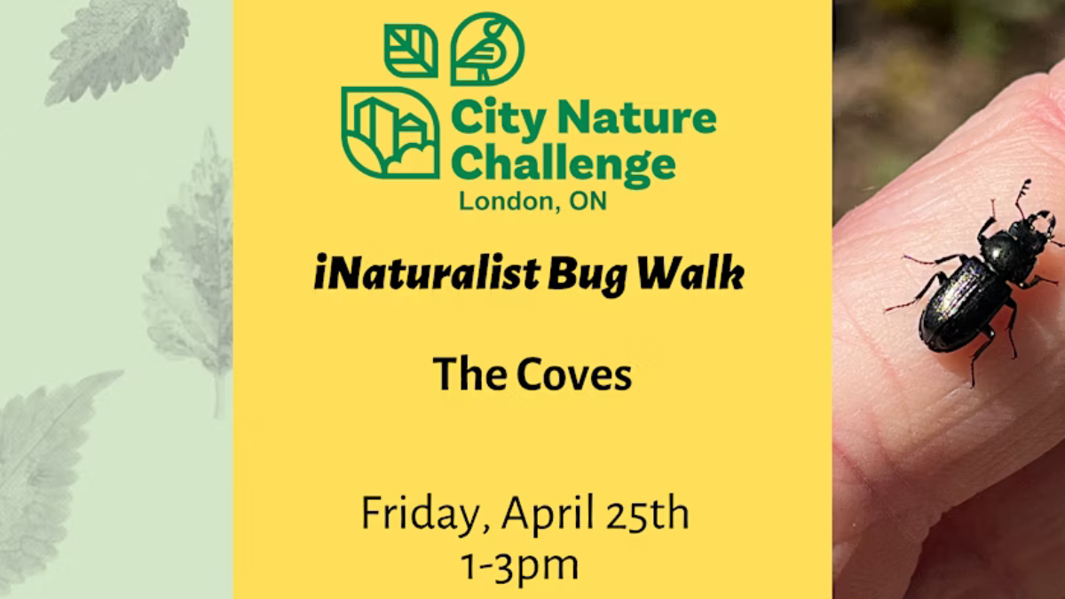 iNaturalist Bug Walk | City Nature Challenge - London Environmental Network