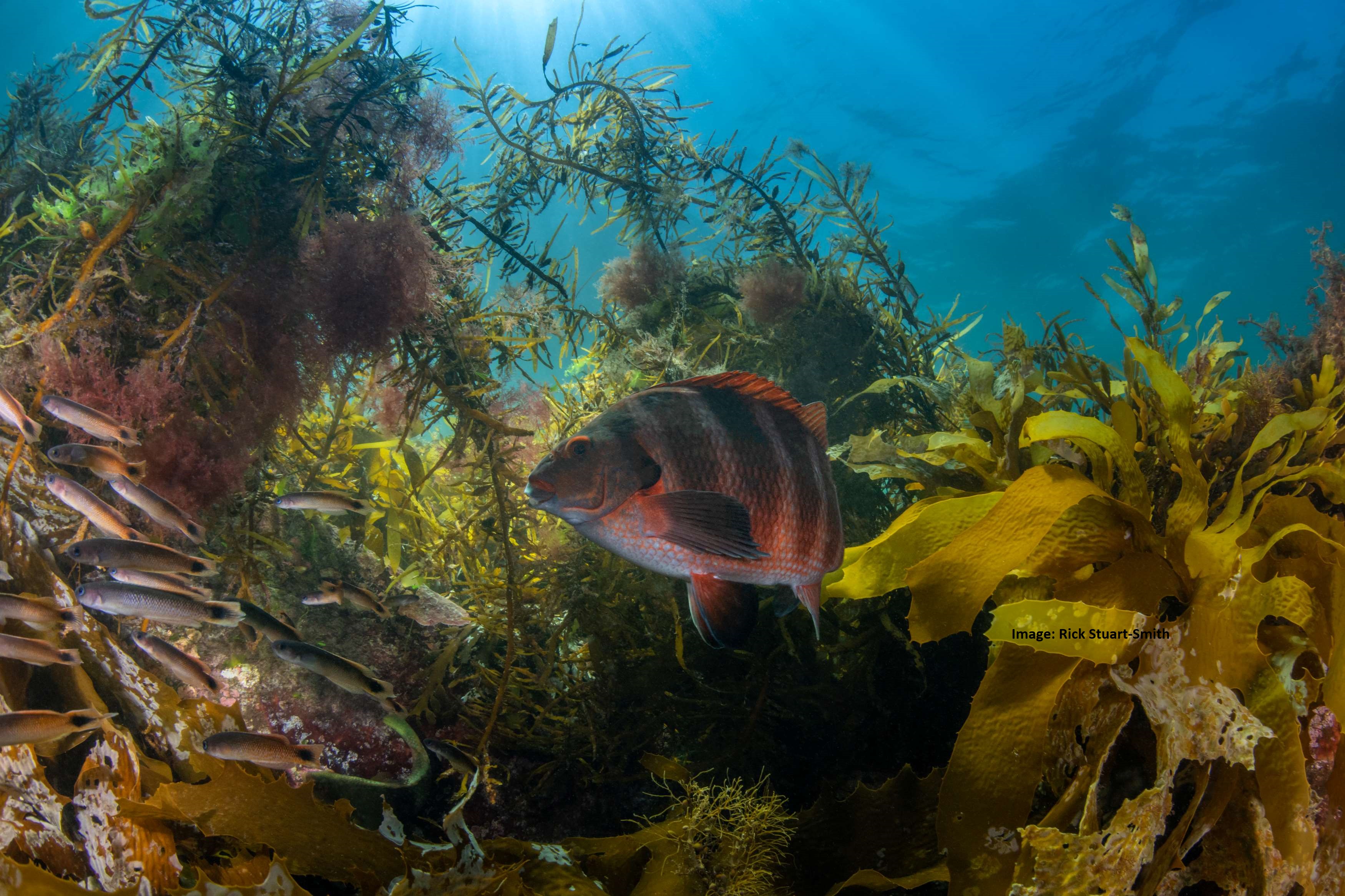 Marine Plan for Tasmania
