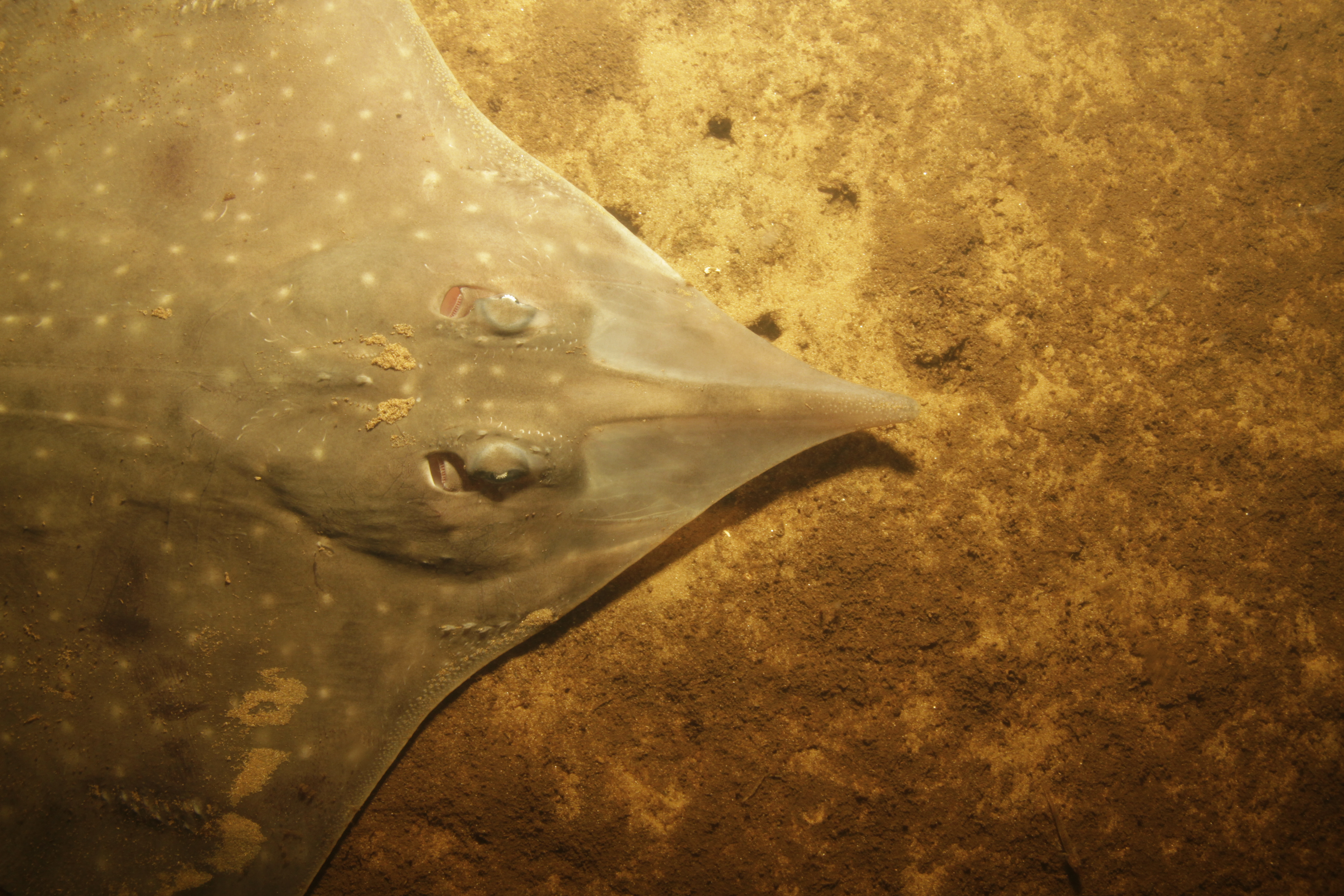 Save the Maugean Skate