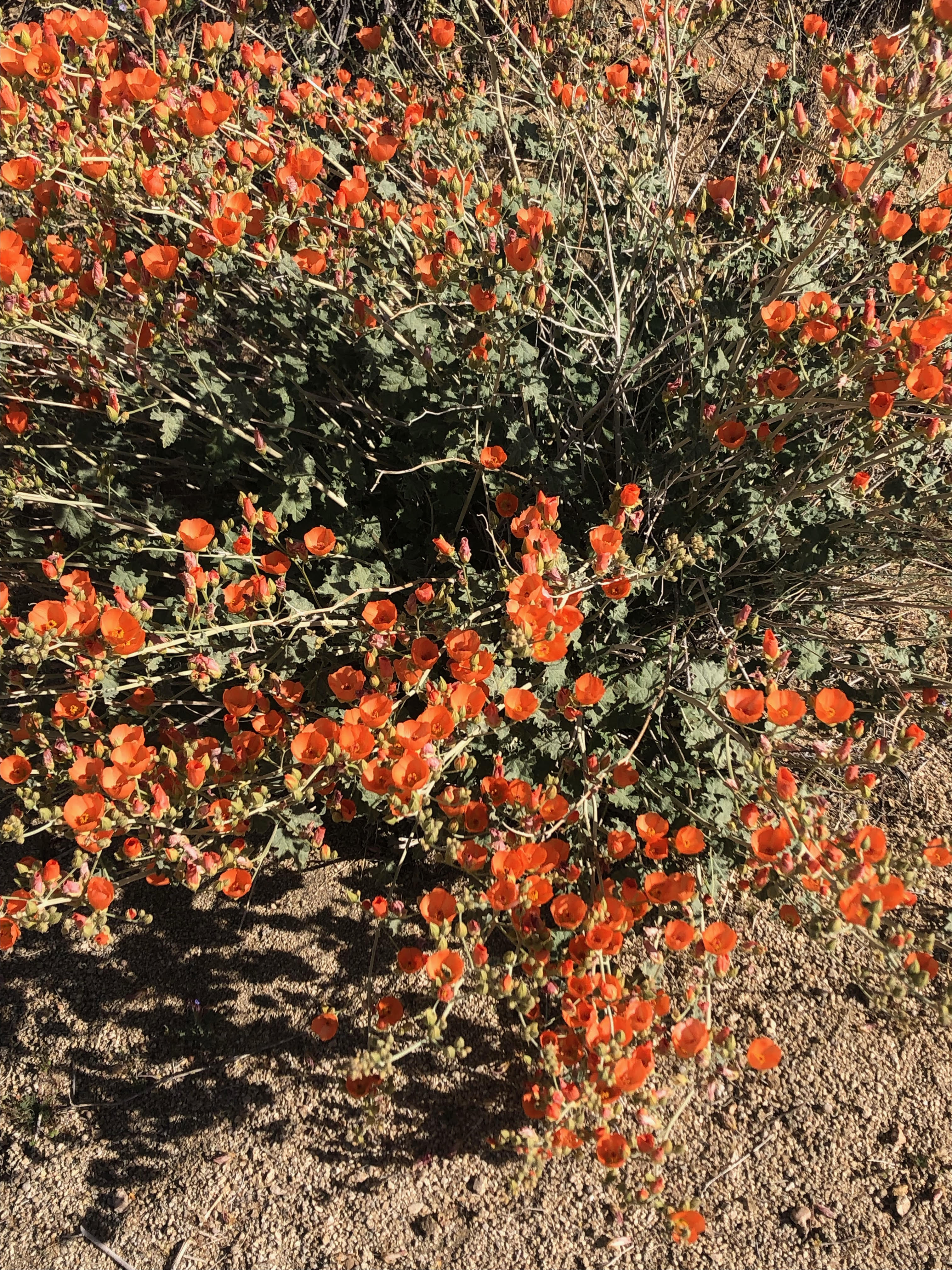MBCA Plant Spotlight