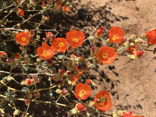 Plant Spotlight: Desert Mallow