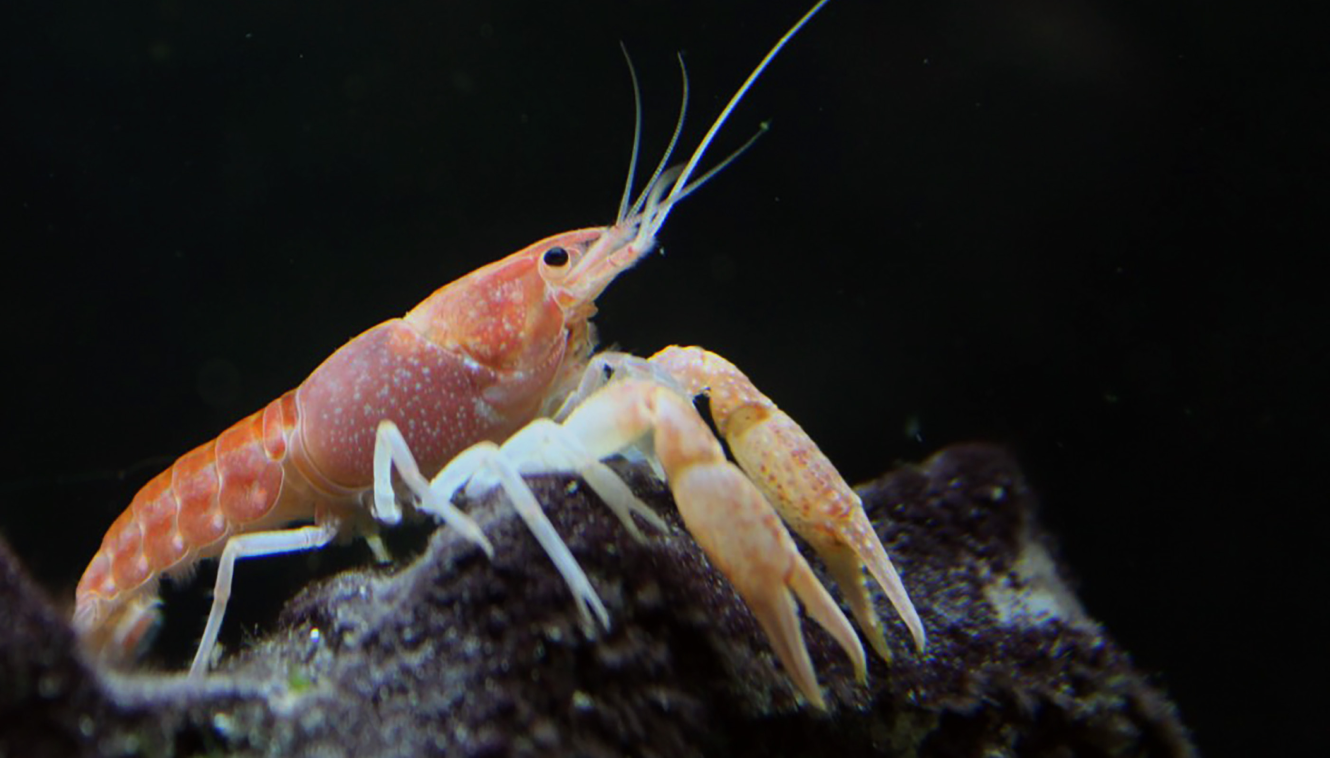 Lawsuit Filed to Protect Miami Cave Crayfish