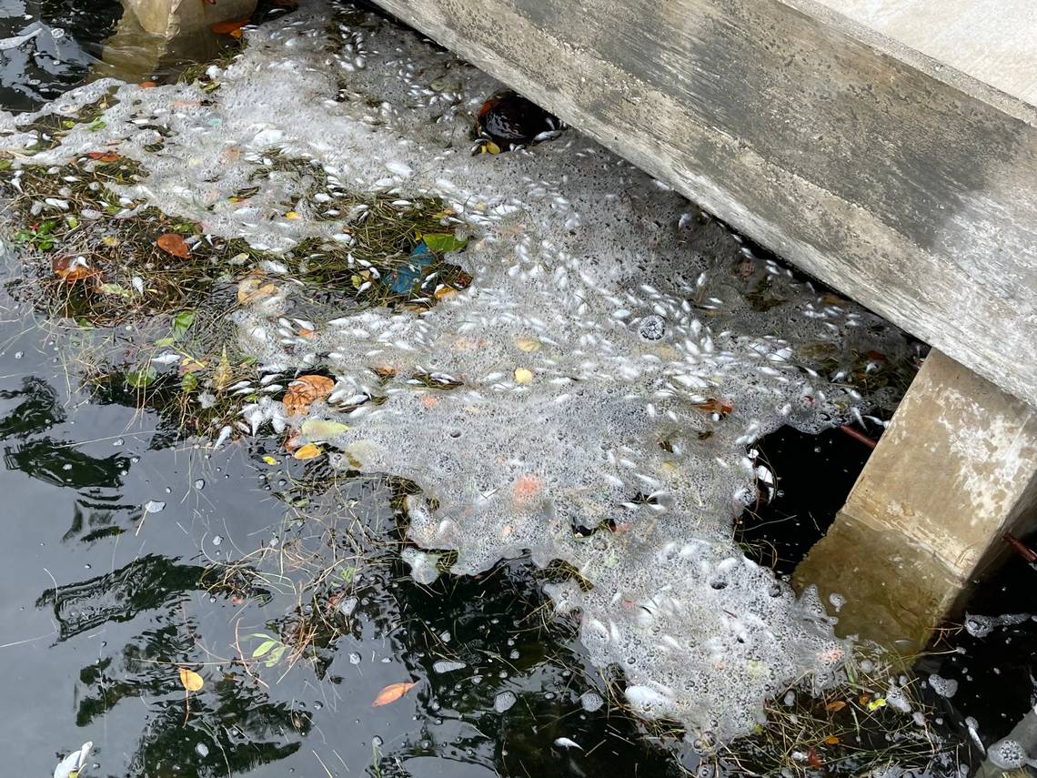 Another fish kill strikes Biscayne Bay. ‘This seems to be becoming an ...