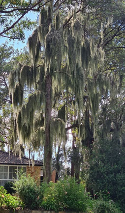 STEP talk: Spanish moss — an environmental weed - Nature Conservation ...