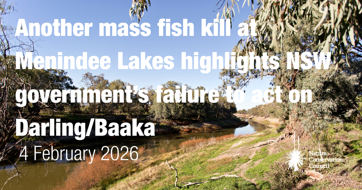Another mass fish kill at Menindee Lakes highlights NSW government’s ...