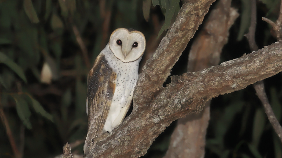 Large Forest Owls Project - Nature Conservation Council of NSW
