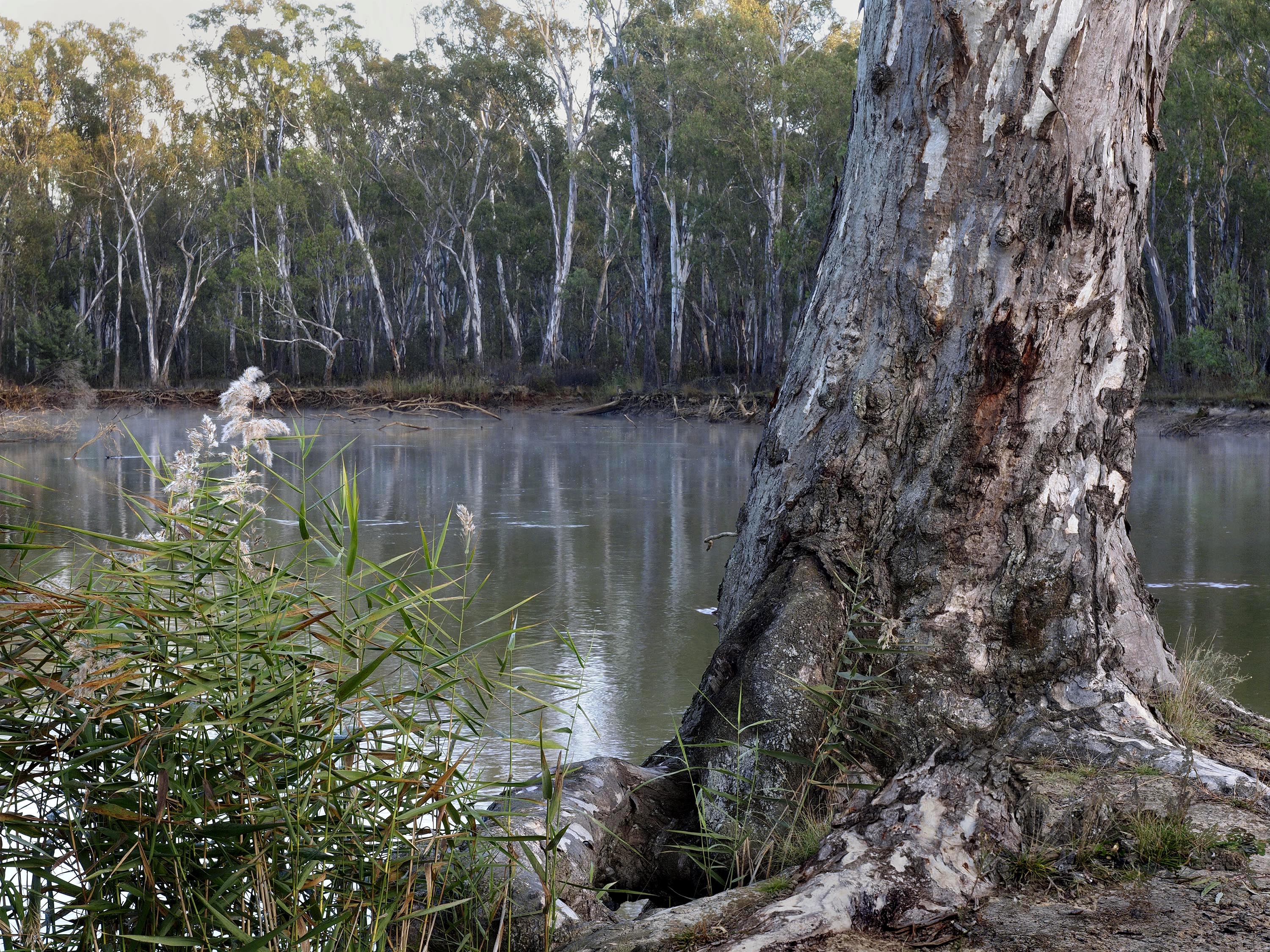 Environment groups welcome progress on Murray-Darling Basin Plan, but ...