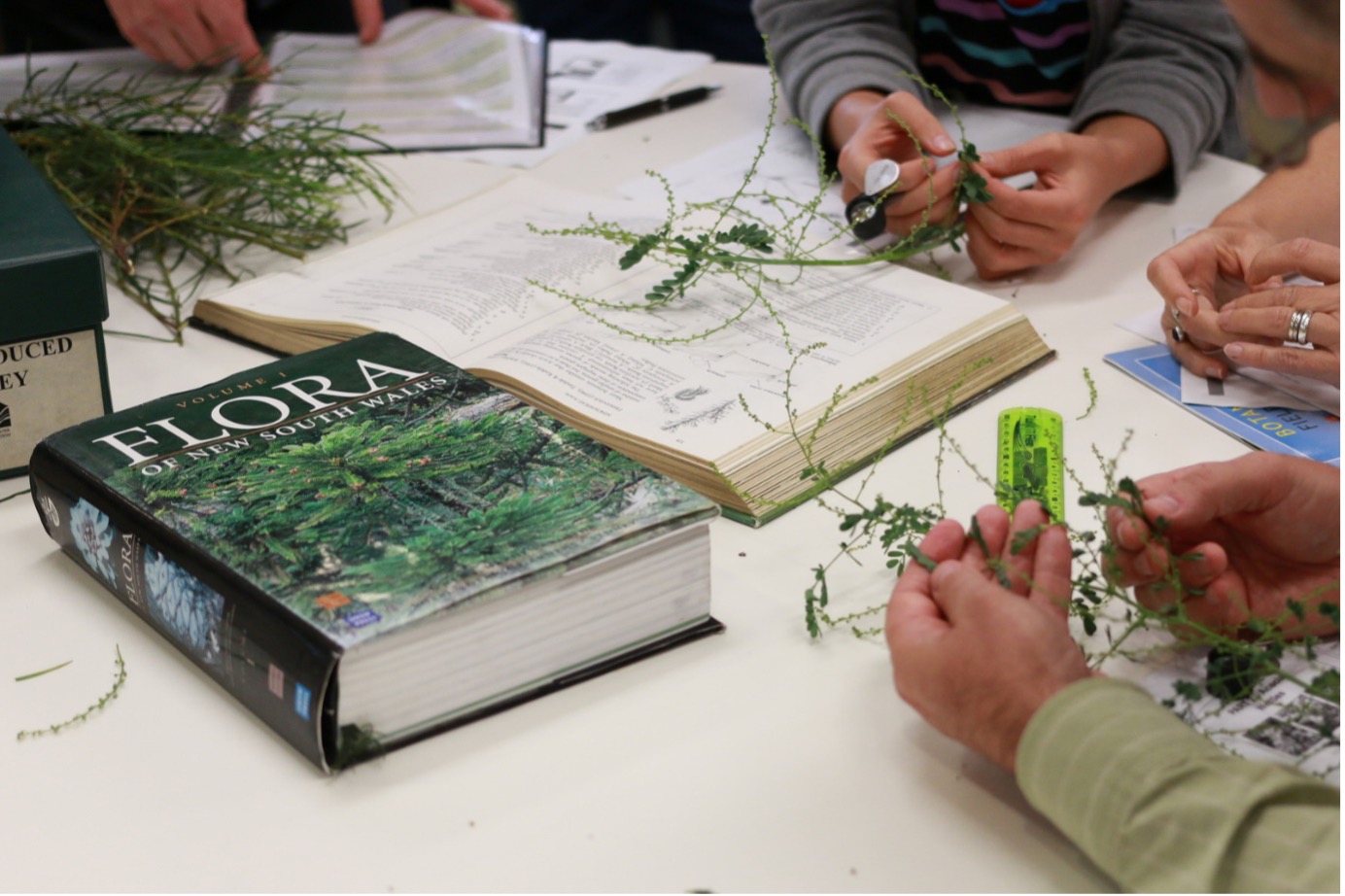 Member Group Spotlight: Australian Network for Plant Conservation (ANPC ...