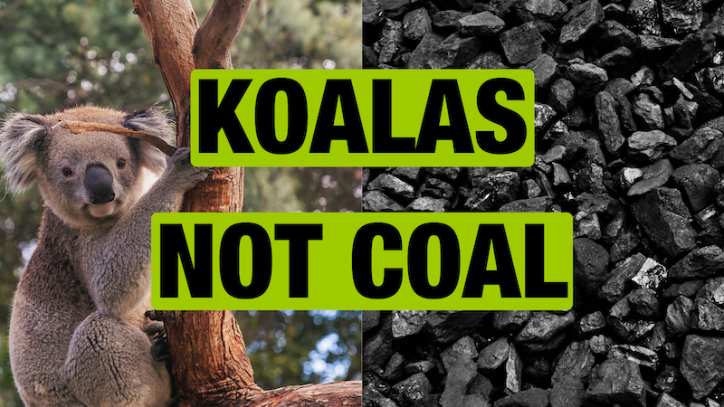 Koalas Not Coal - Nature Conservation Council of NSW