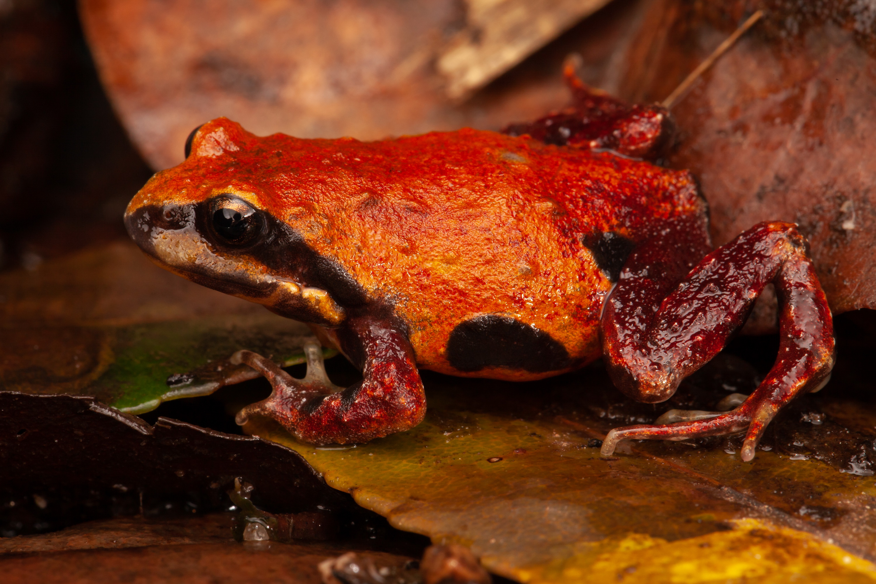 Time to stop logging homes of Endangered Pugh’s Frog - North East ...