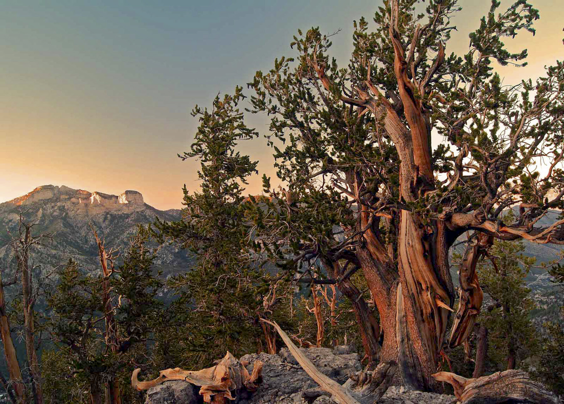 Nevada Wilderness Protection Act of 1989 - Friends of Nevada Wilderness