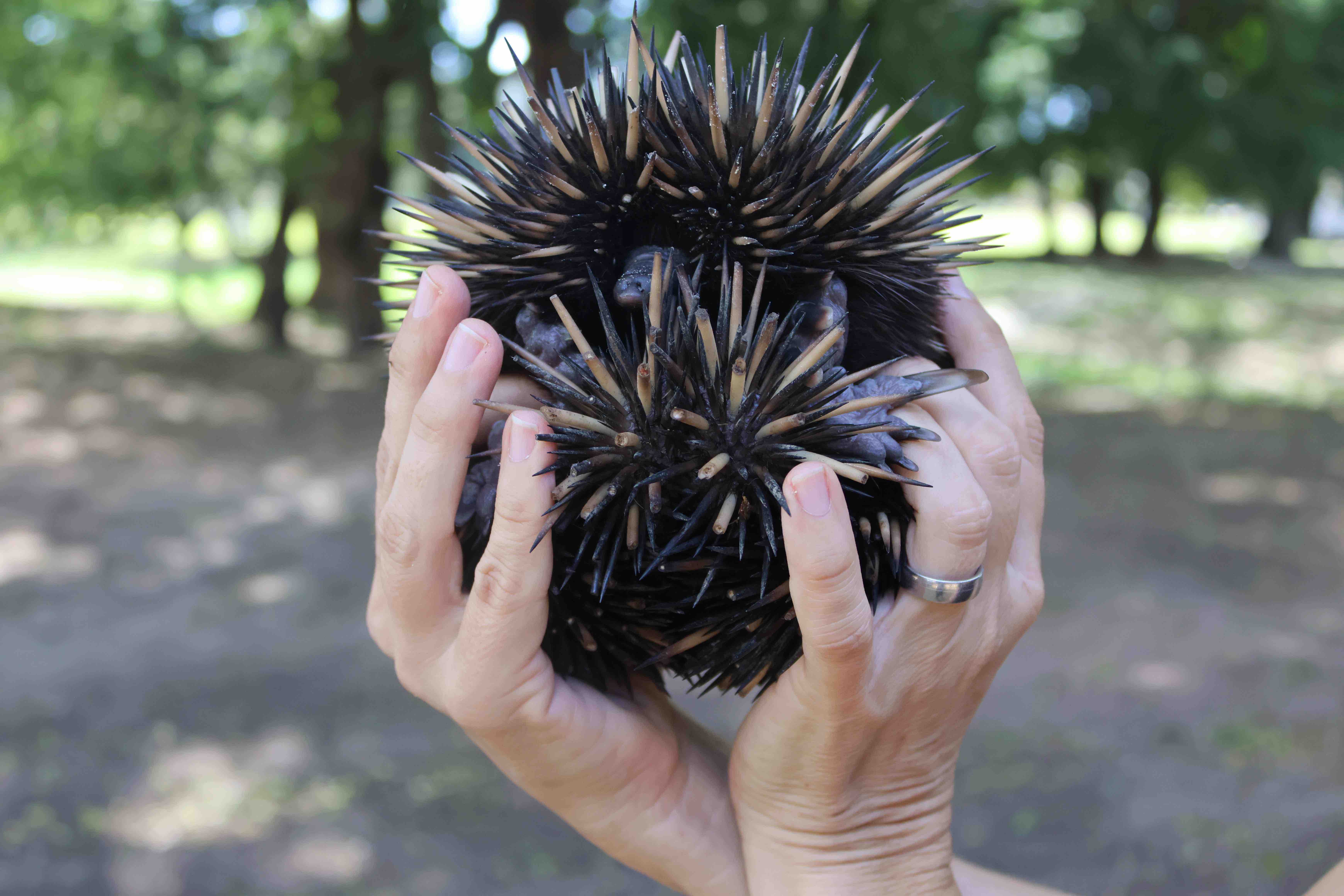 Photo gallery - NQ Wildlife Care