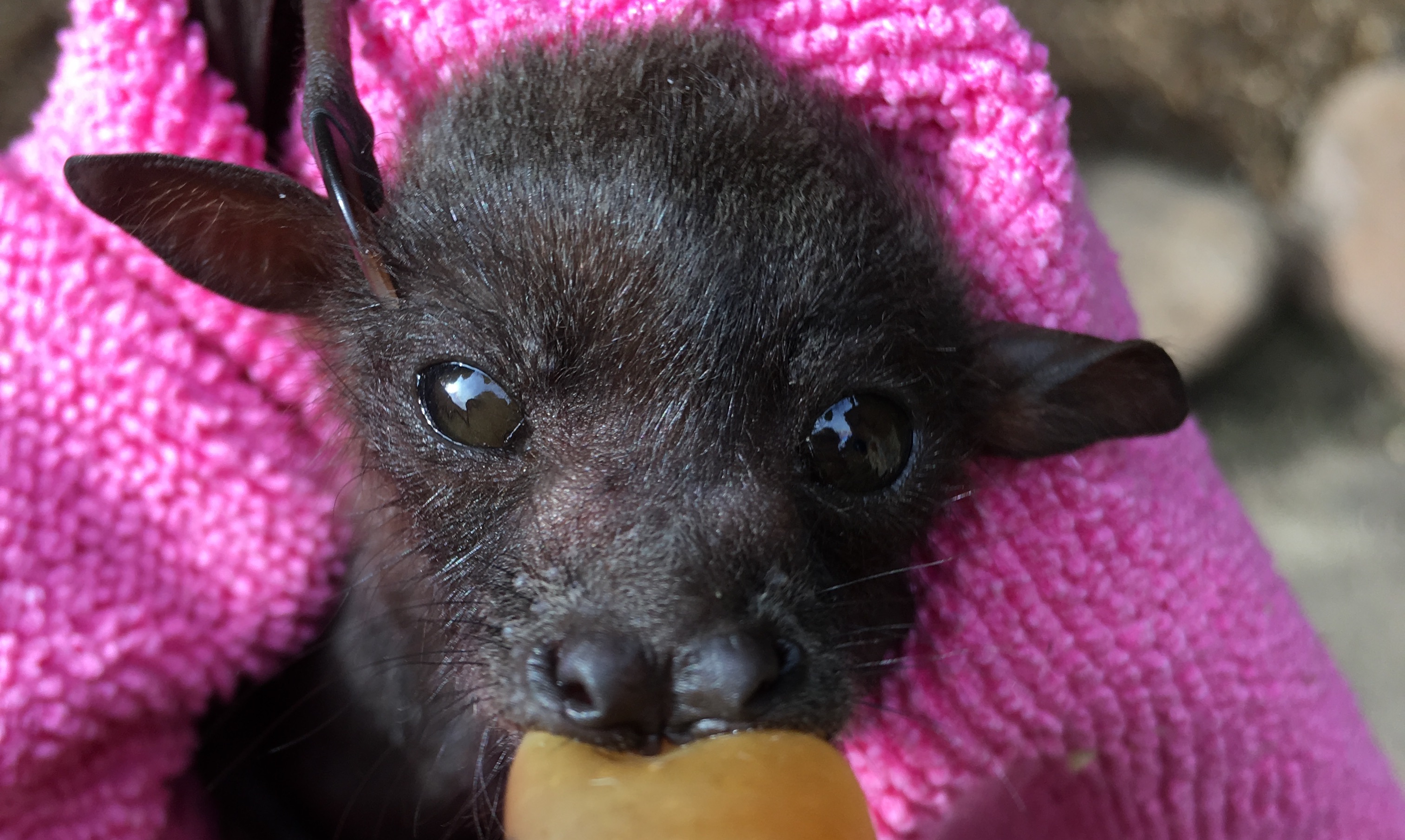 Introduction to flying fox care - 2026 - NQ Wildlife Care