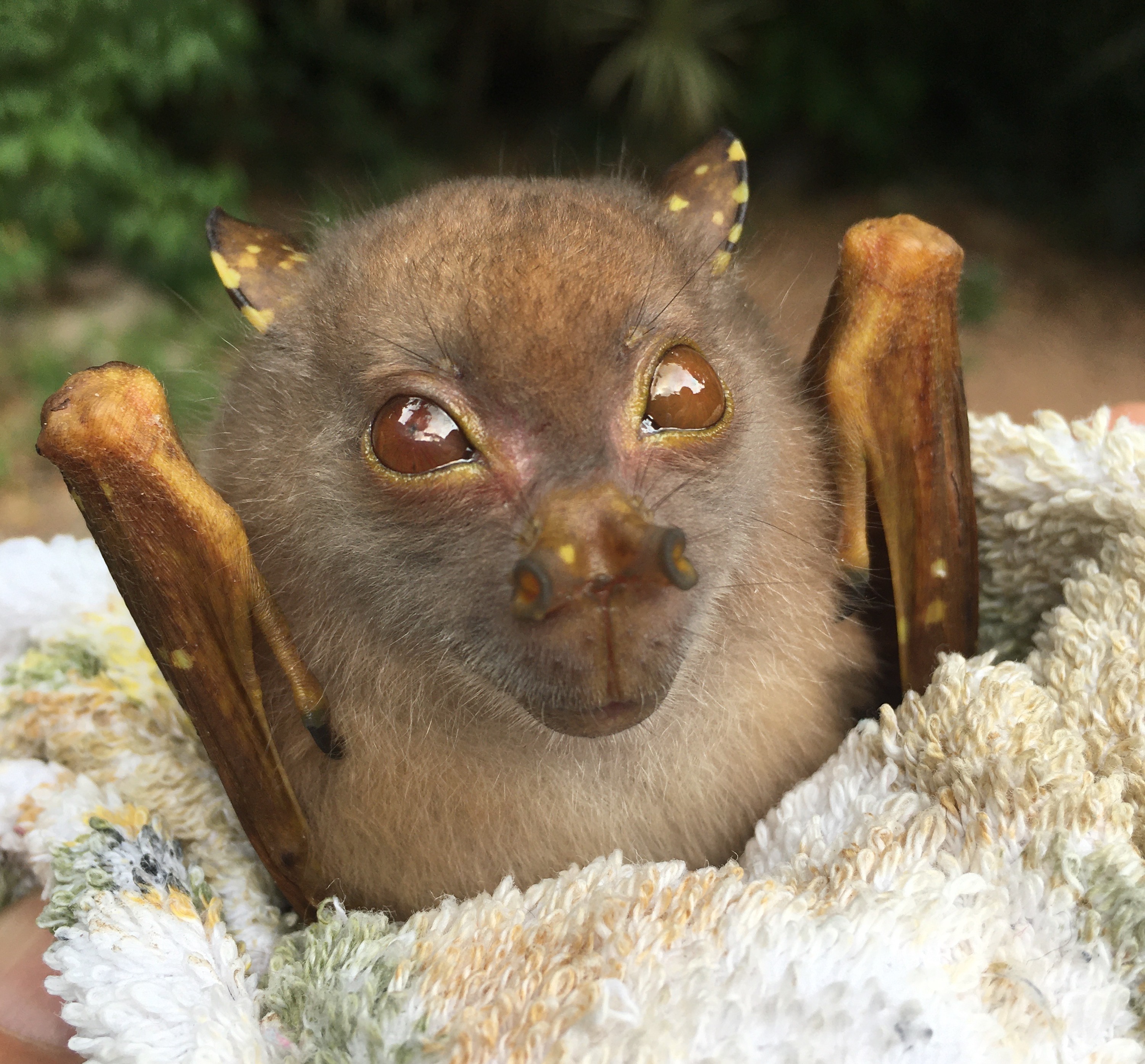 Dominique - NQ Wildlife Care