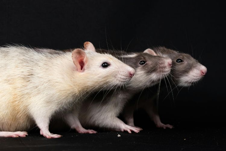 Celebrating World Rat Day - Abigail Boyd MP