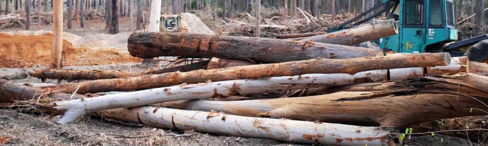 "Dodgy data" behind push to expand native forest logging in Qld ...