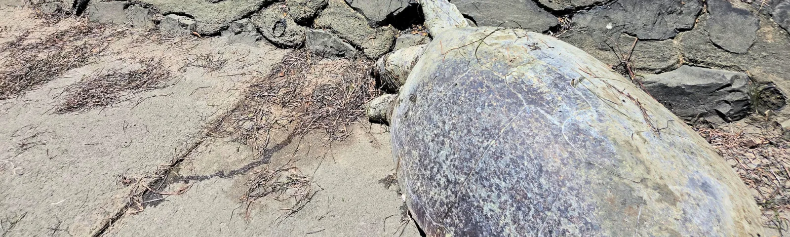 Surge in green turtle deaths in SEQ uncovered, evidence of failing ...