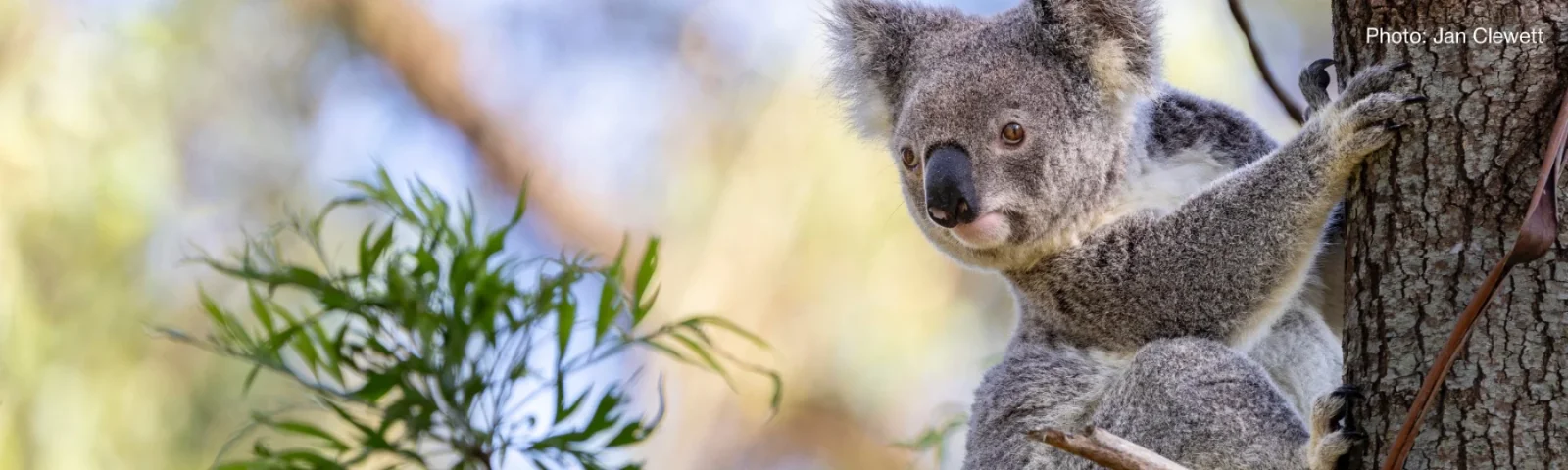 Webinar: latest EPBC reform updates - Queensland Conservation Council