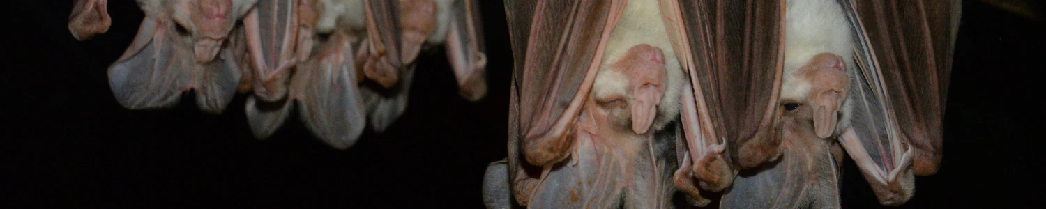 Adopt a Ghost Bat - Queensland Conservation Council