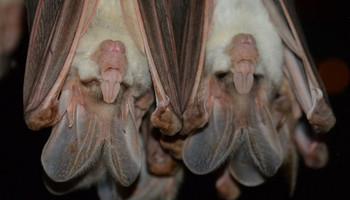 Adopt a Ghost Bat - Queensland Conservation Council