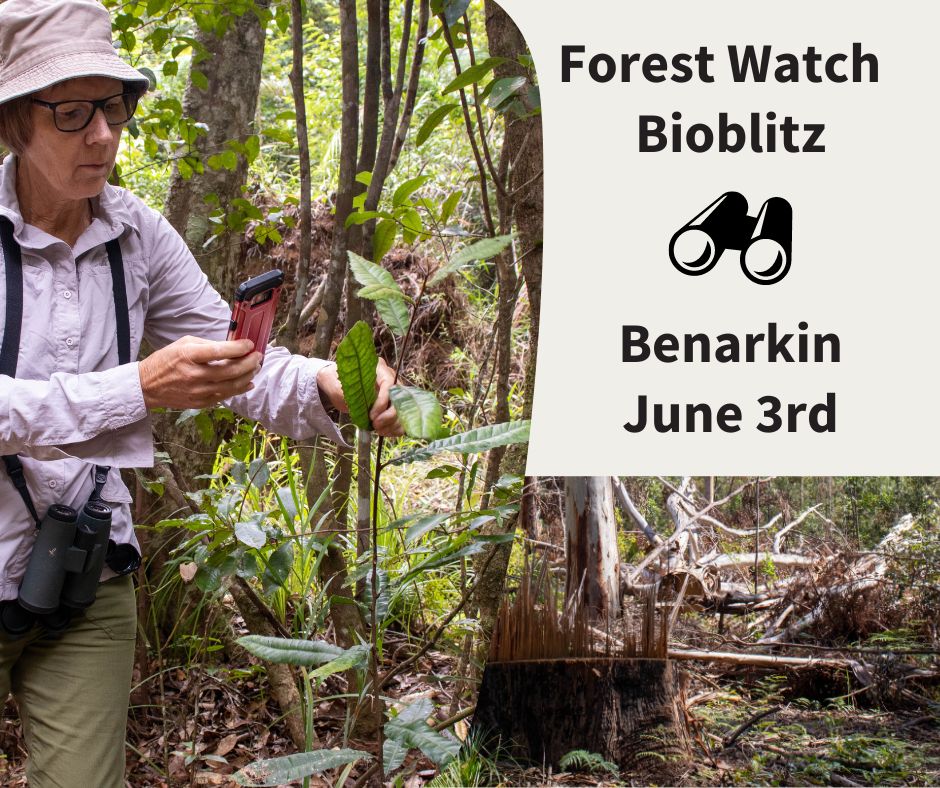Forest Watch Bioblitz - Benarkin