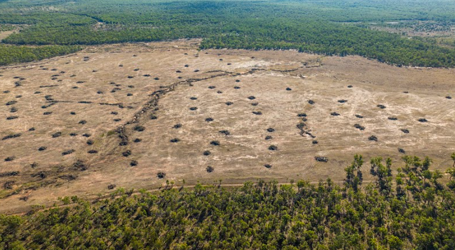 A crack down on deforestation on the way with EPA and EIA - Queensland ...