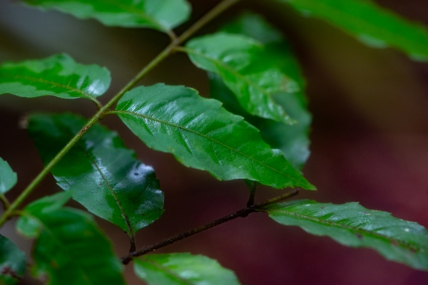 REVEALED: Biodiversity of Lot 204 - Save the Daintree