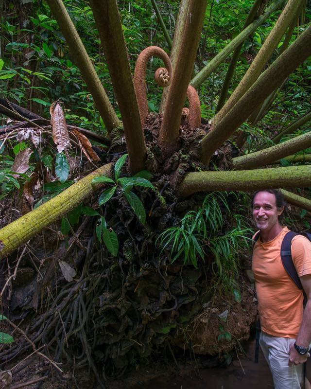 King Fern (Angiopteris evecta) - Rainforest Rangers