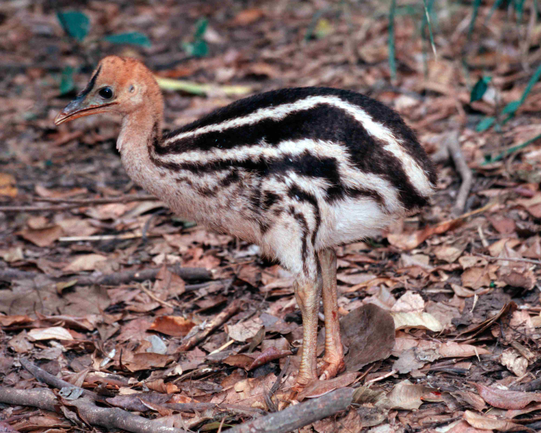 Southern cassowary - Save the Daintree