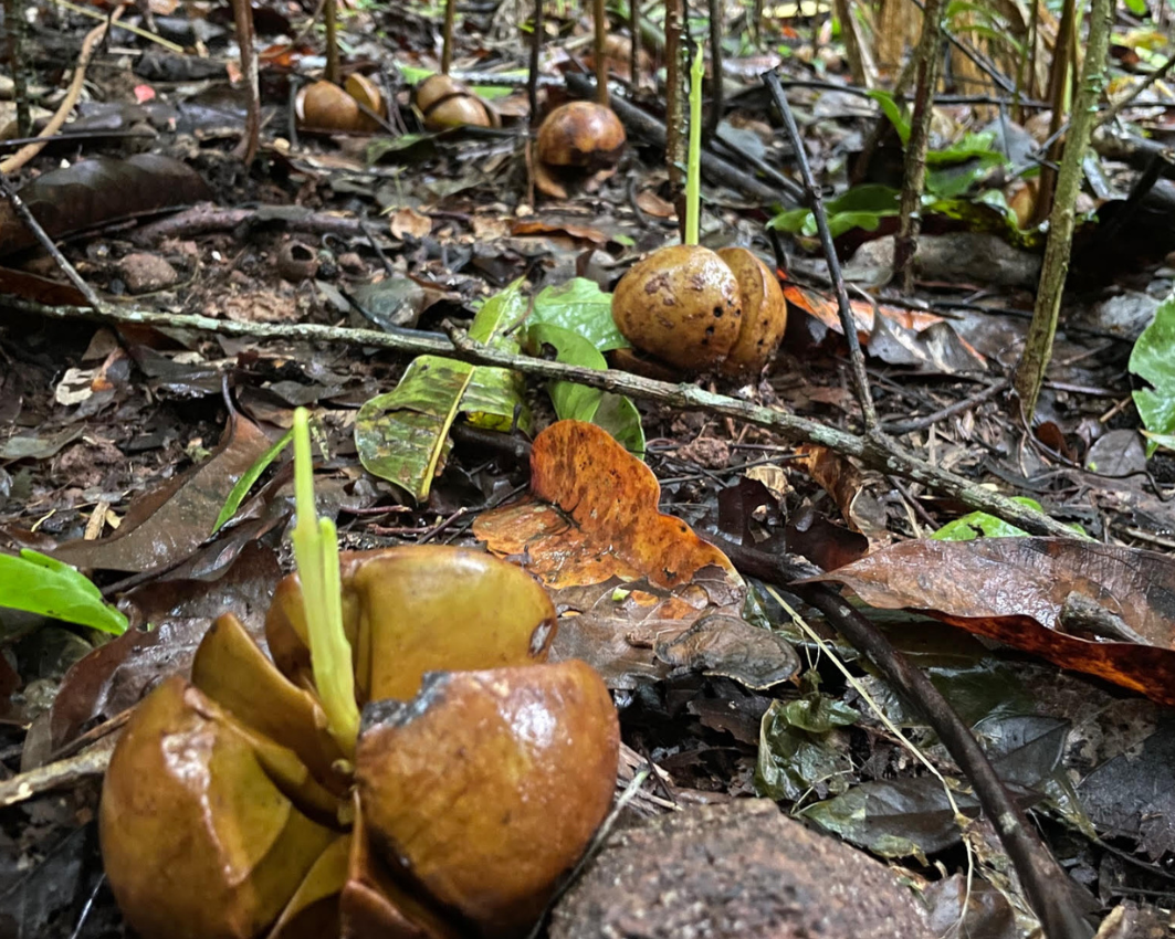 Green Dinosaur - Save the Daintree