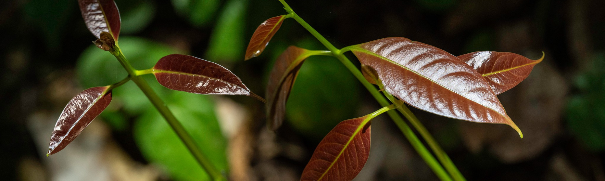 Green Dinosaur - Save the Daintree
