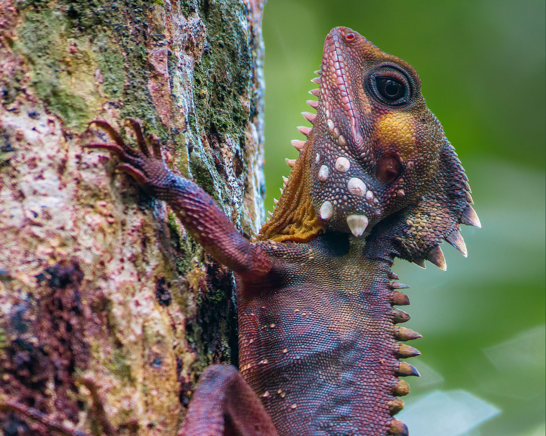 Boyd's forest dragon - Save the Daintree
