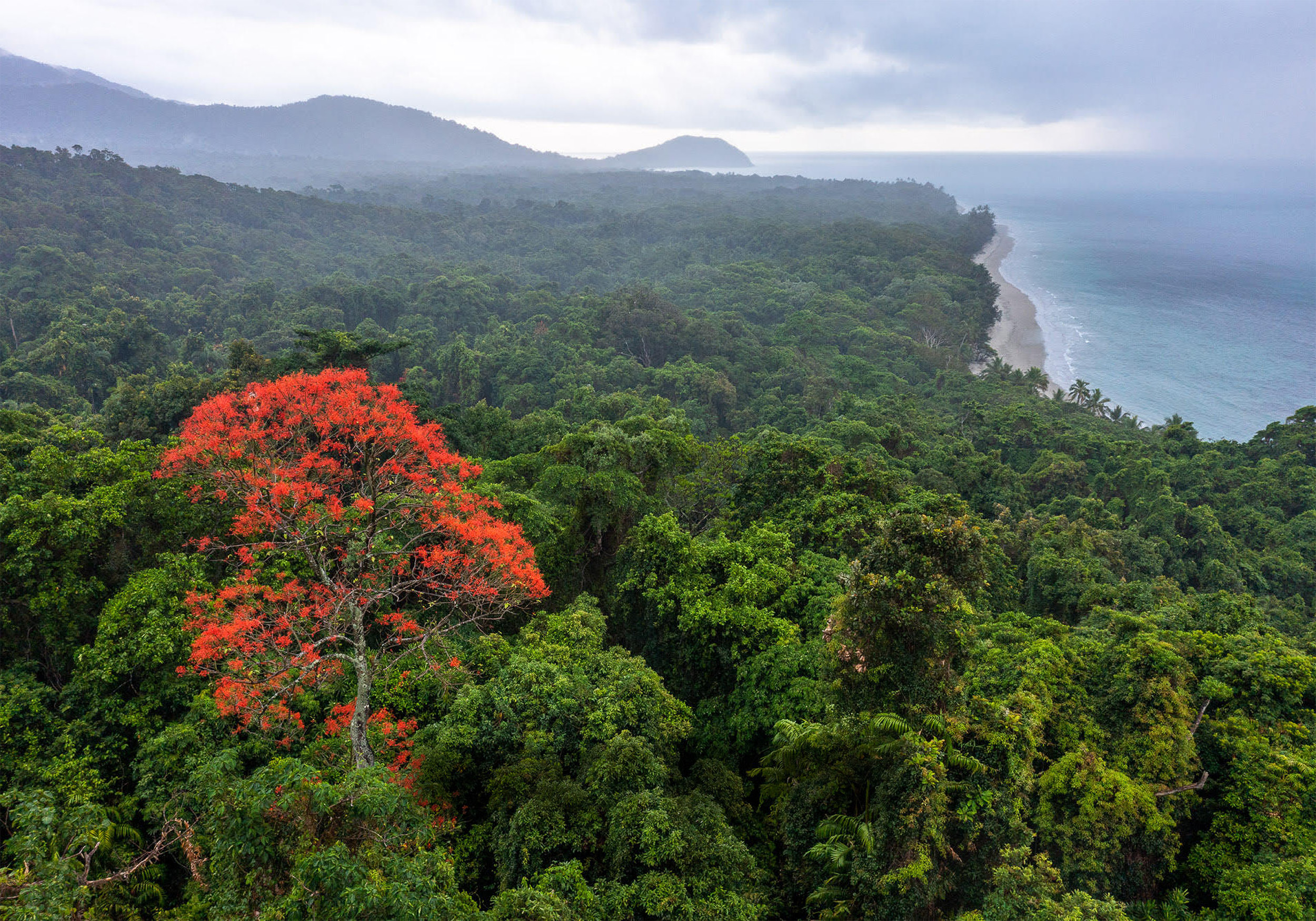 Put the Daintree under the Christmas tree - Save the Daintree