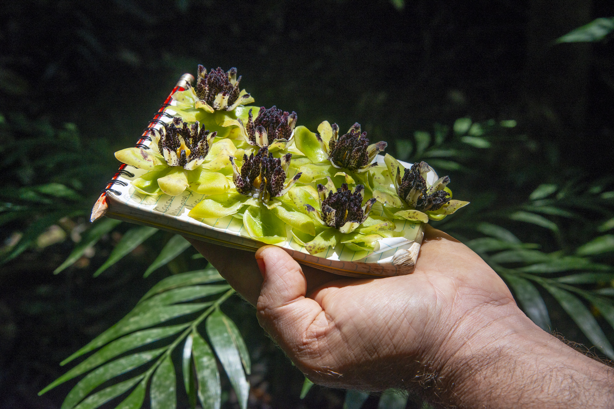 Maalan Cloud Forest: a haven for native plants