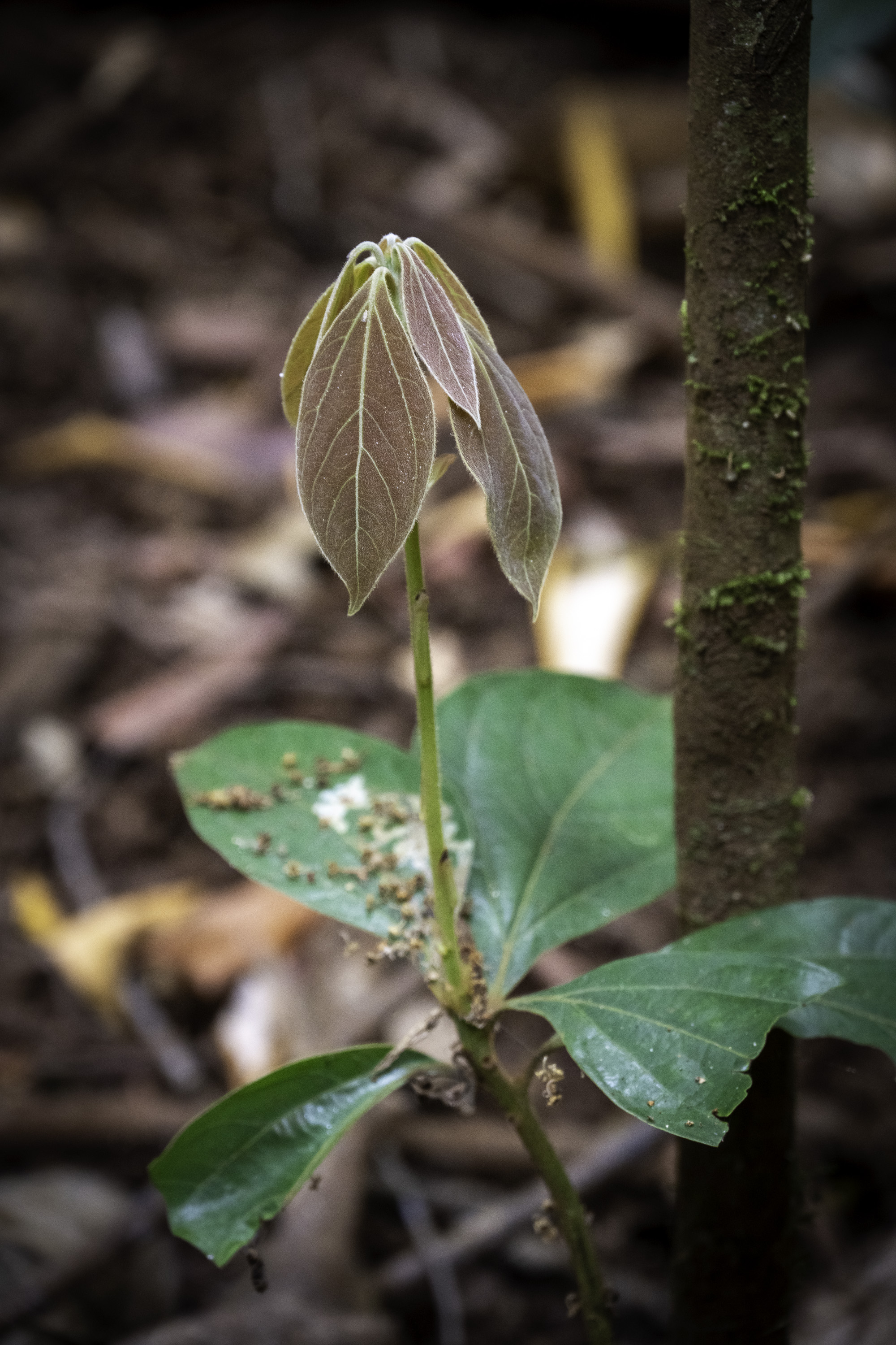 Maalan Cloud Forest: a haven for native plants