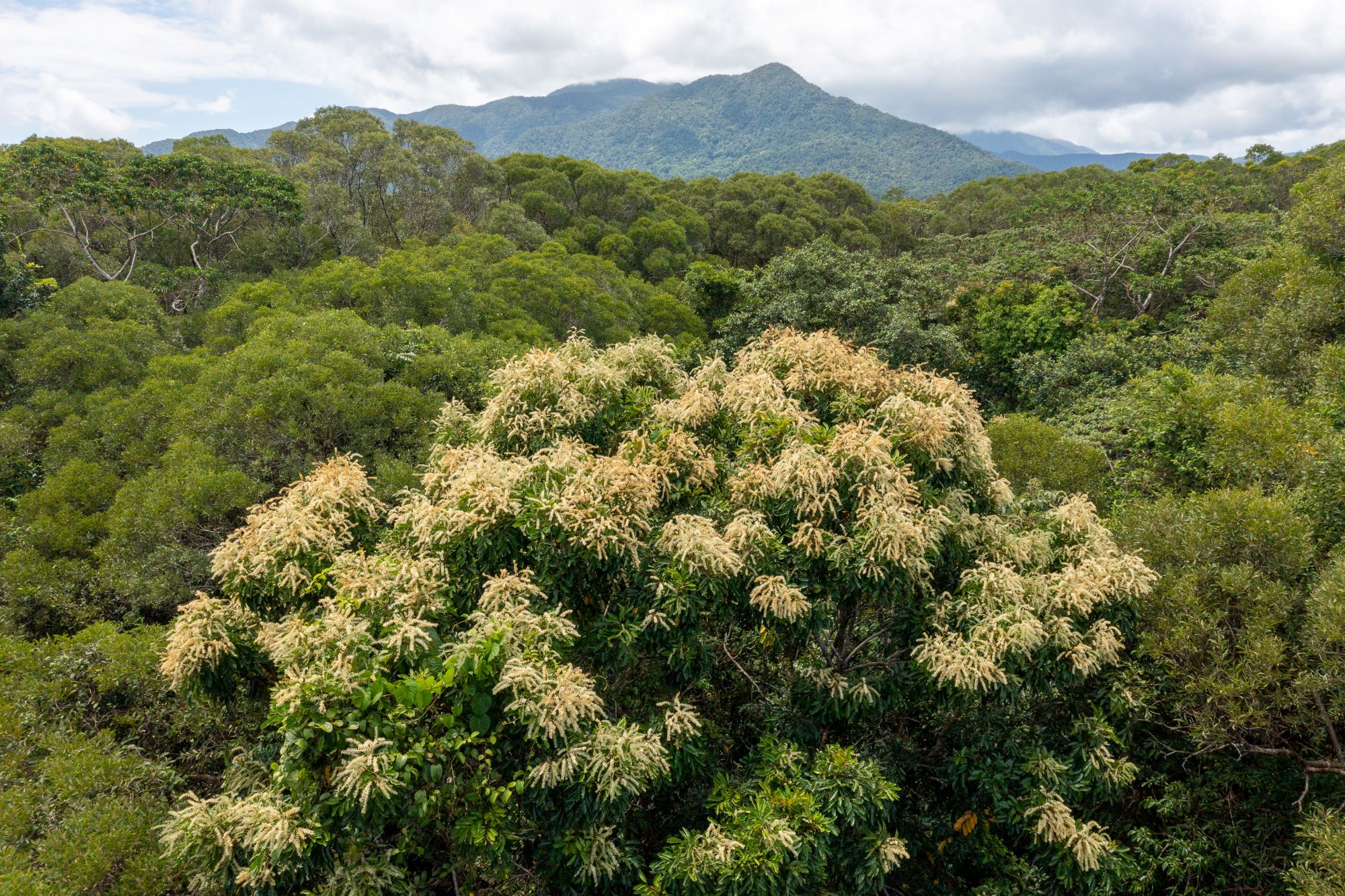 Lot 93 Cape Tribulation Road | Save the Daintree
