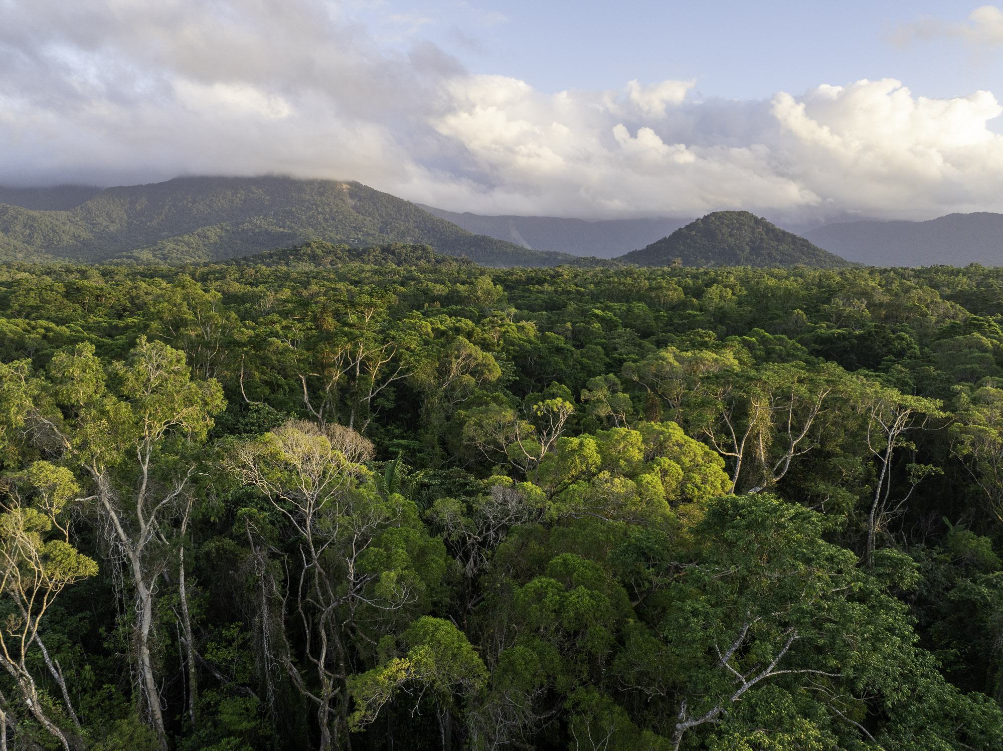A prisoner of hope - Save the Daintree