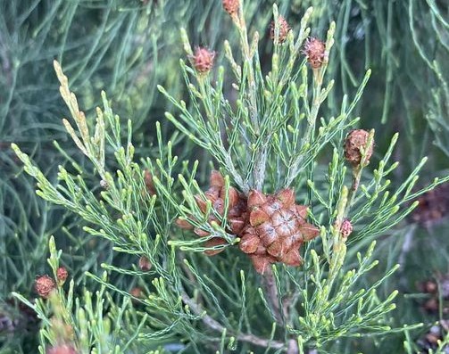 Interesting, endemic and threatened plant species of the Daintree ...