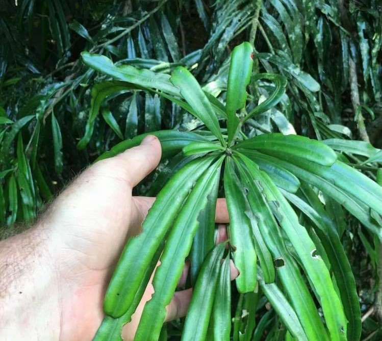 Interesting, endemic and threatened plant species of the Daintree ...
