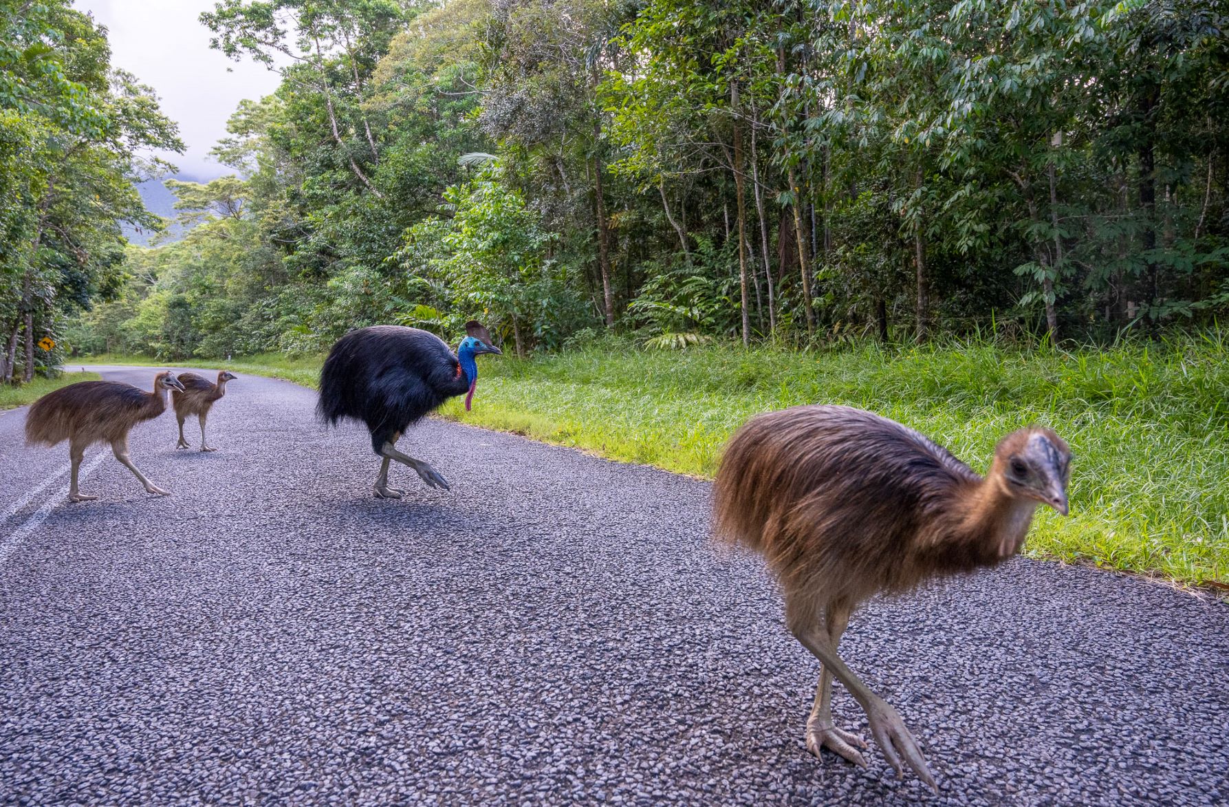 Cassowary bridge a world first