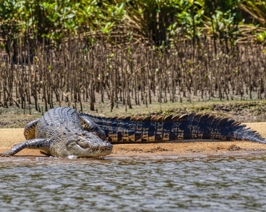 Estuarine (Saltwater) Crocodile - Save the Daintree