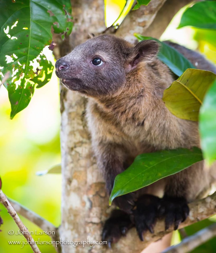 Bennett's Tree Kangaro - Save the Daintree