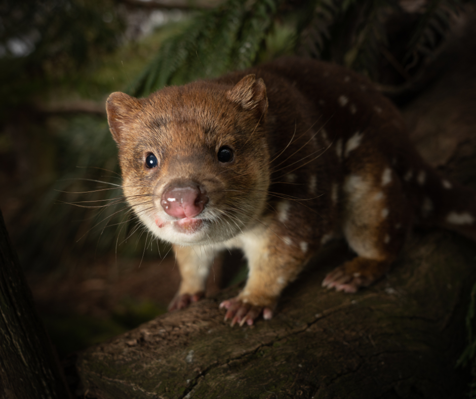 Spotted-tailed quoll - Save the Daintree