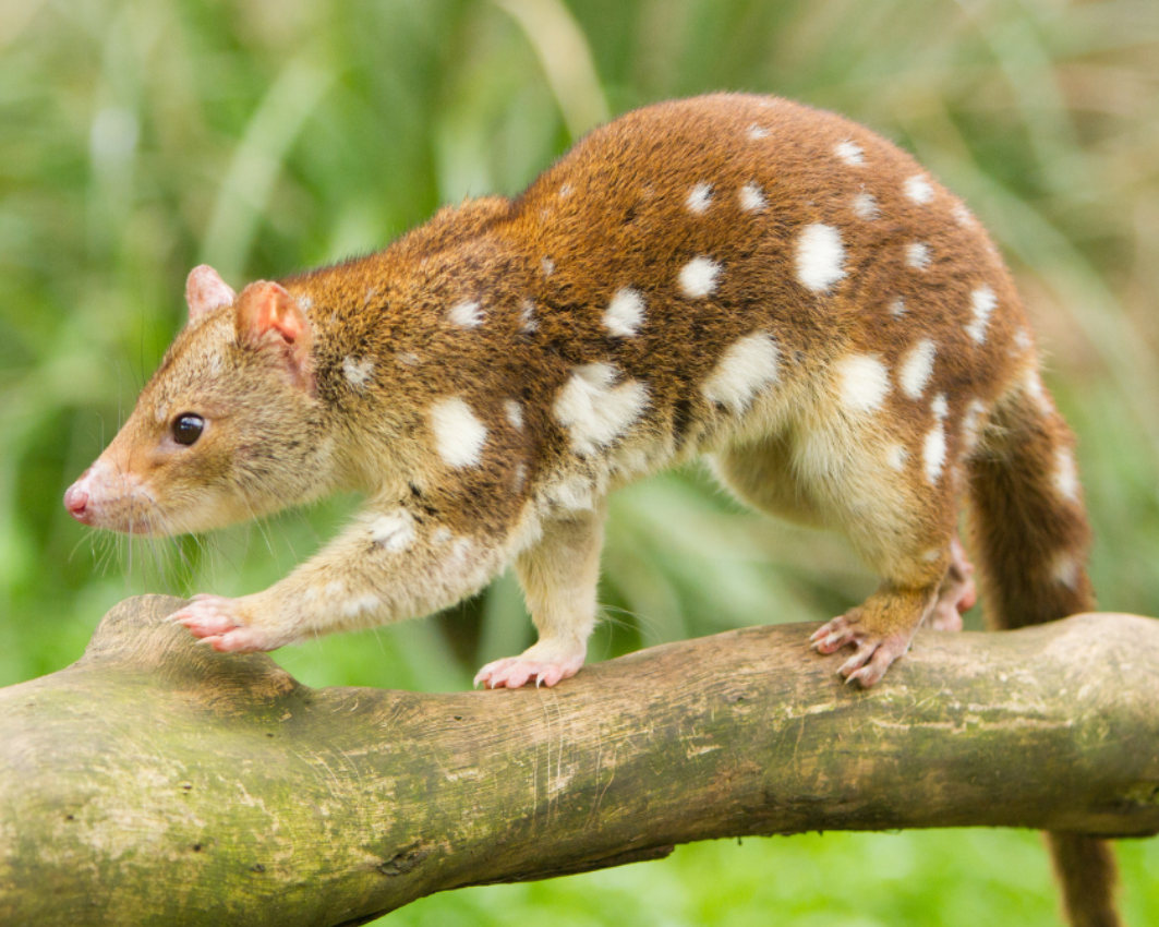 Spotted-tailed quoll - Save the Daintree