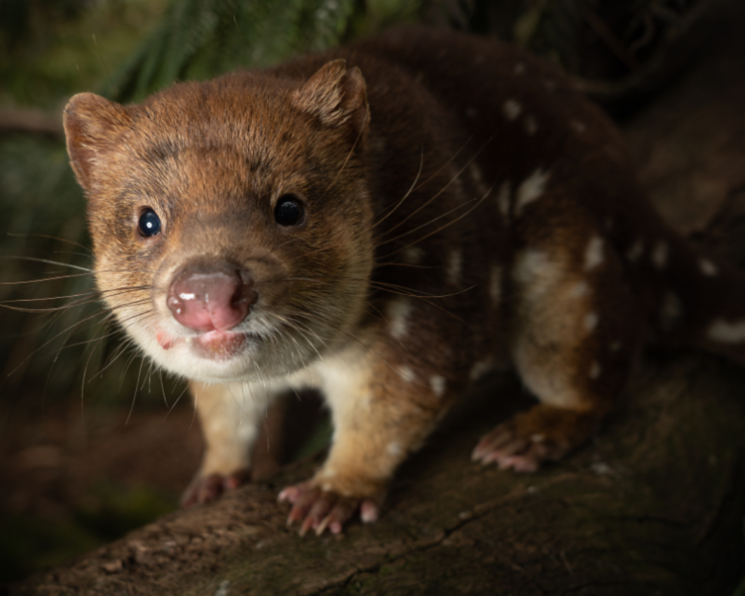 Spotted-tailed quoll - Save the Daintree