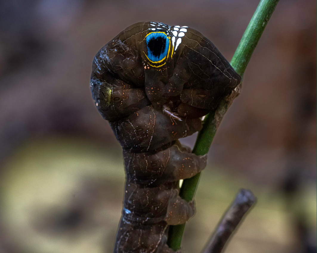 Pink Underwing Moth - Save the Daintree