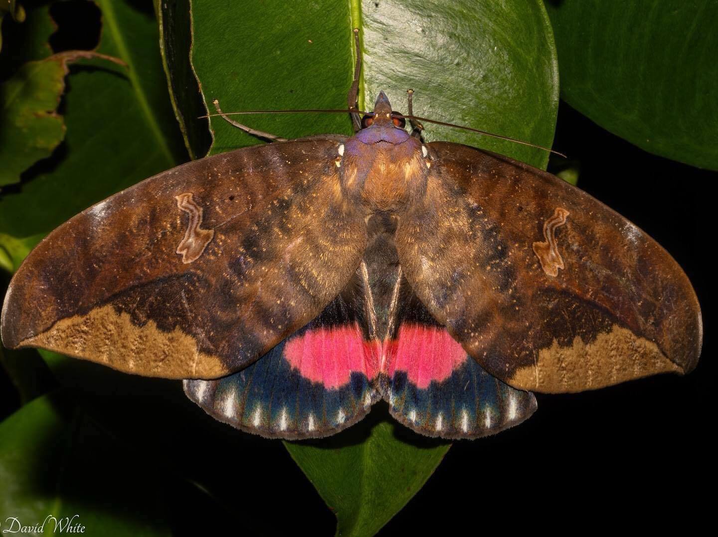 pink brown moth